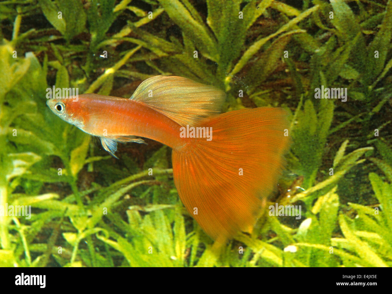 Guppy red Banque de photographies et d’images à haute résolution - Alamy