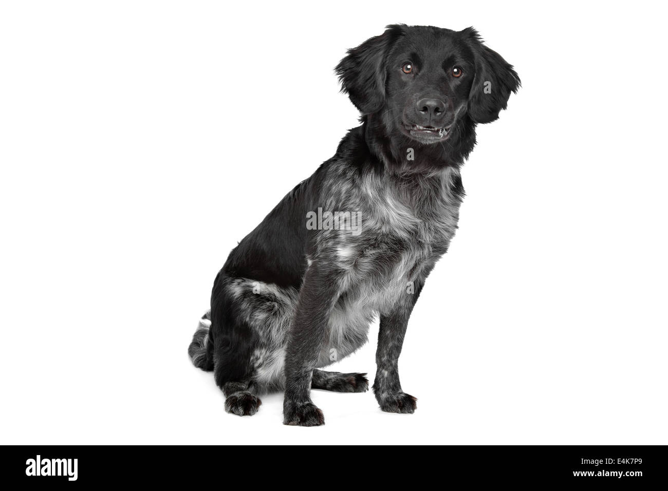 Race de pointage Banque d'images détourées - Alamy