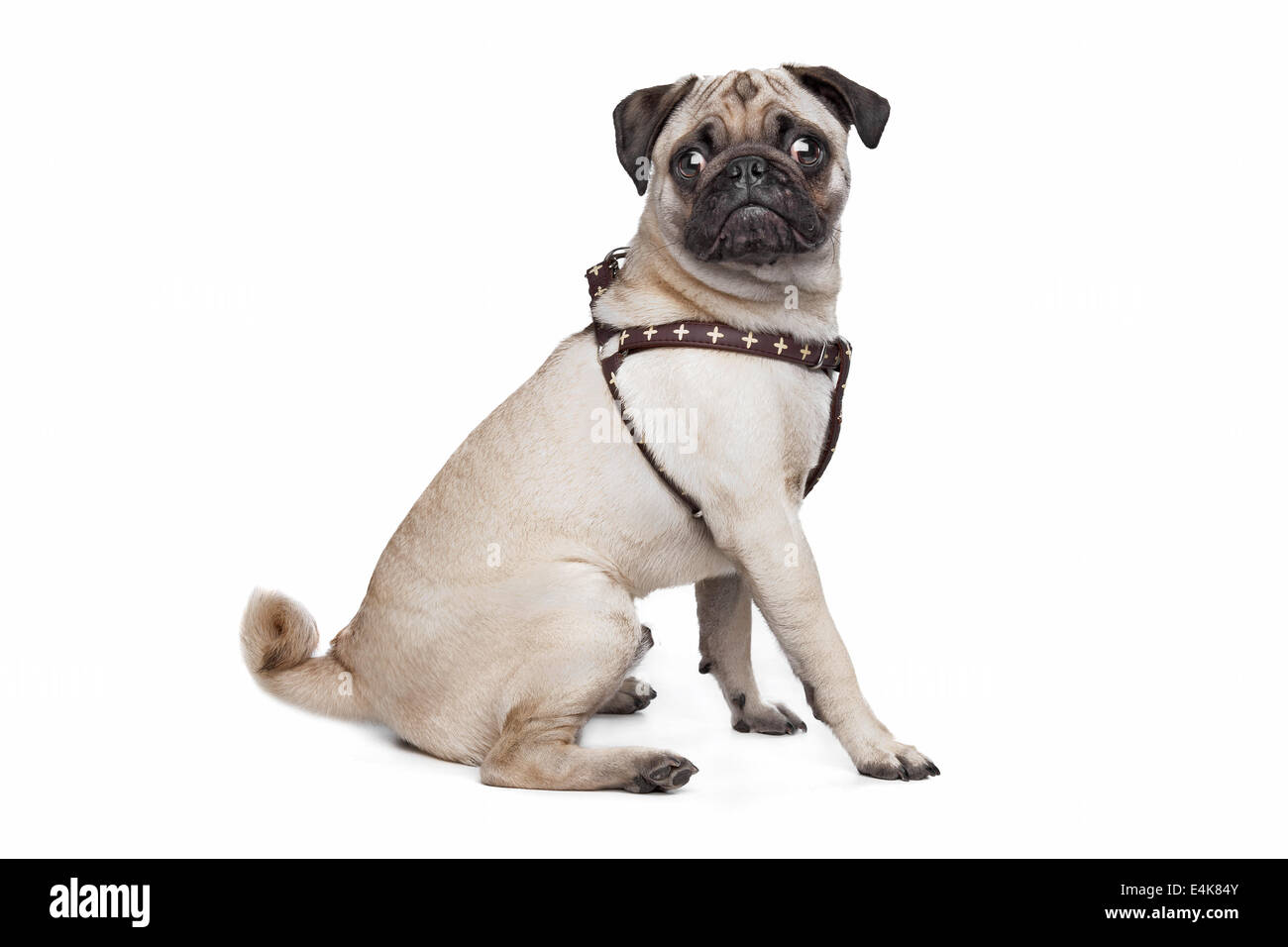 Carlin beige Banque d'images détourées - Alamy