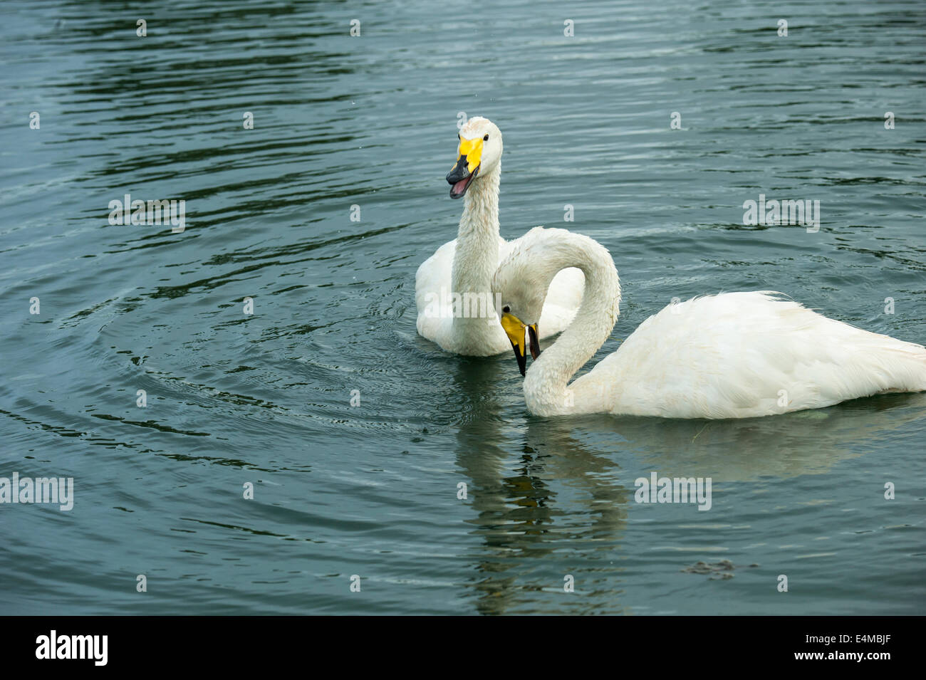 Les cygnes blancs nagent Banque de photographies et d’images à haute résolution - Alamy