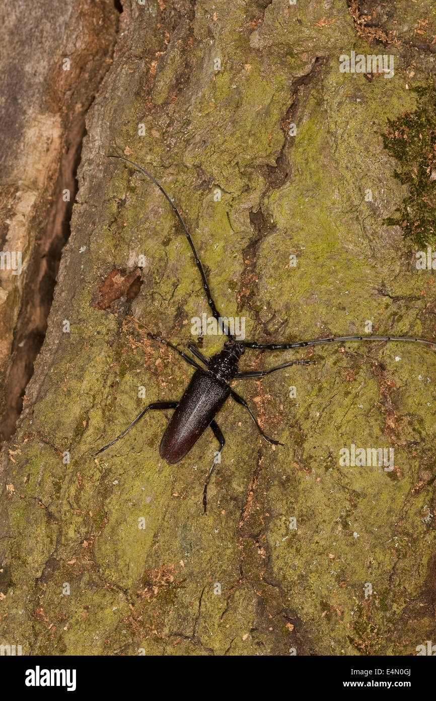 Grand capricorne cerambyx chêne, coléoptère, homme, Eichen-Heldbock ...
