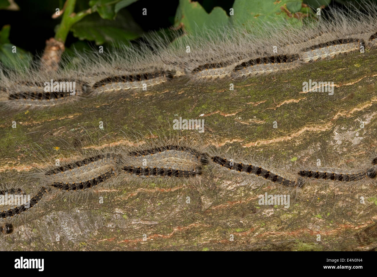 Chenille processionnaire du chêne, Eichen-Prozessionsspinner ...