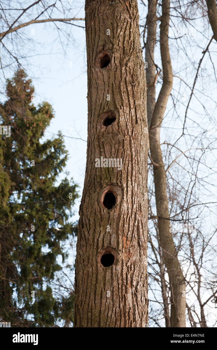 Arbre creux tronc d'arbre Banque de photographies et d’images à haute ...