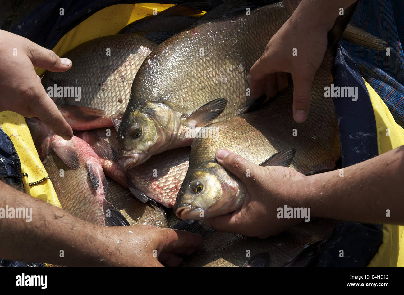 Filet plein de poisson Banque de photographies et d’images à haute ...