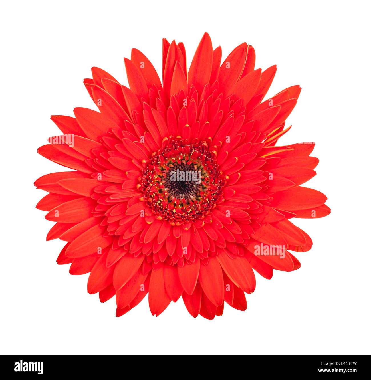 Gerbera simple Banque de photographies et d’images à haute résolution ...