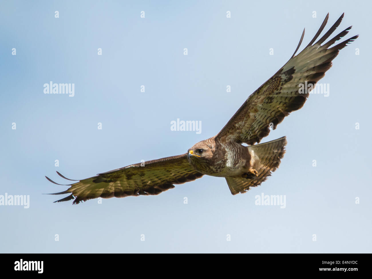 Buse variable en vol Photo Stock - Alamy