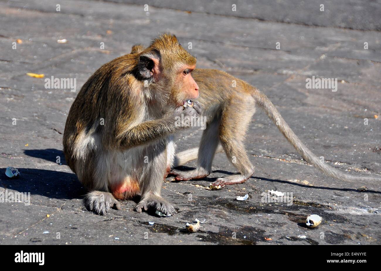 Monkeys eating corn Banque de photographies et d’images à haute résolution - Alamy