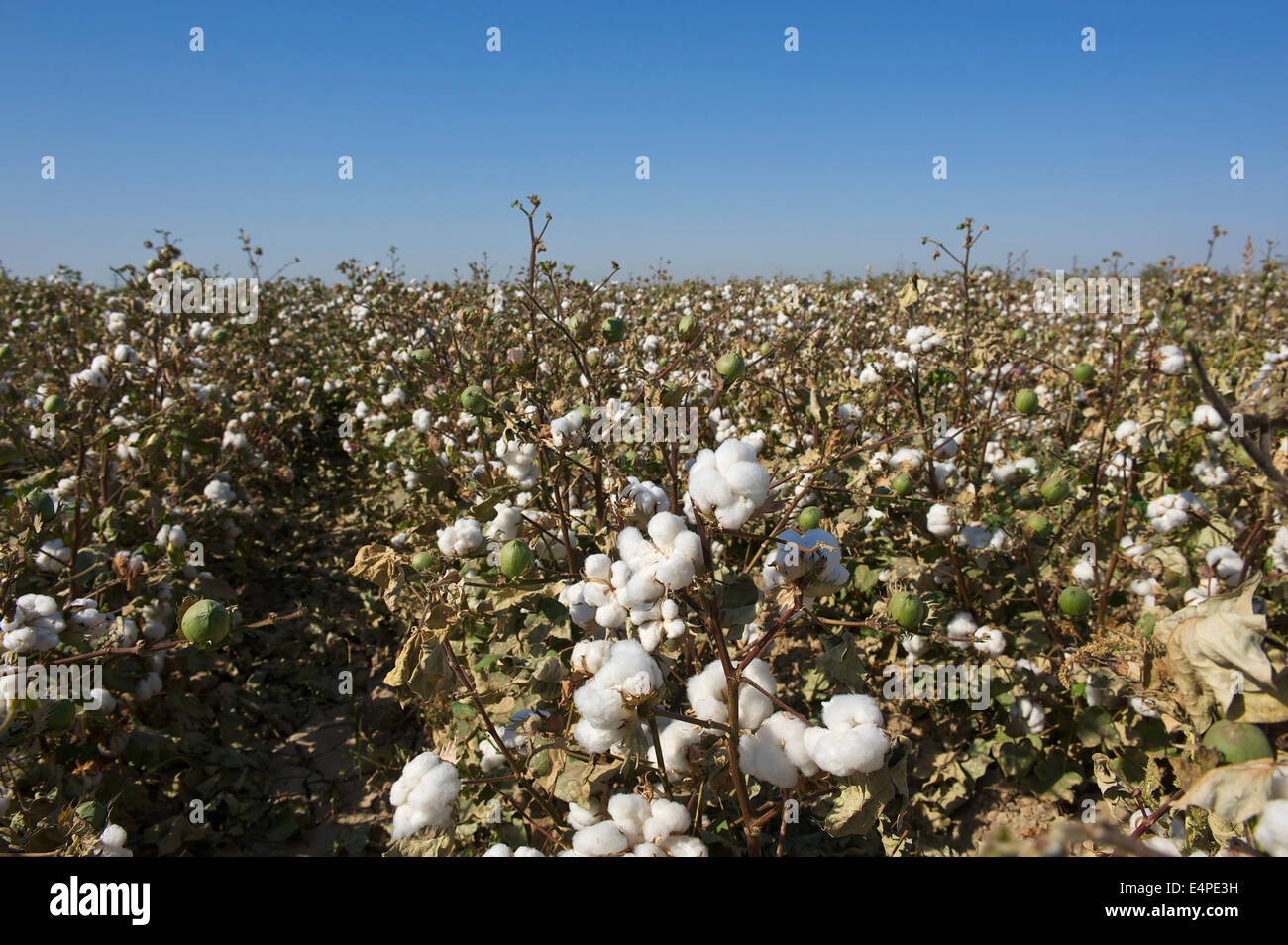 Cultures de coton Banque de photographies et d’images à haute ...