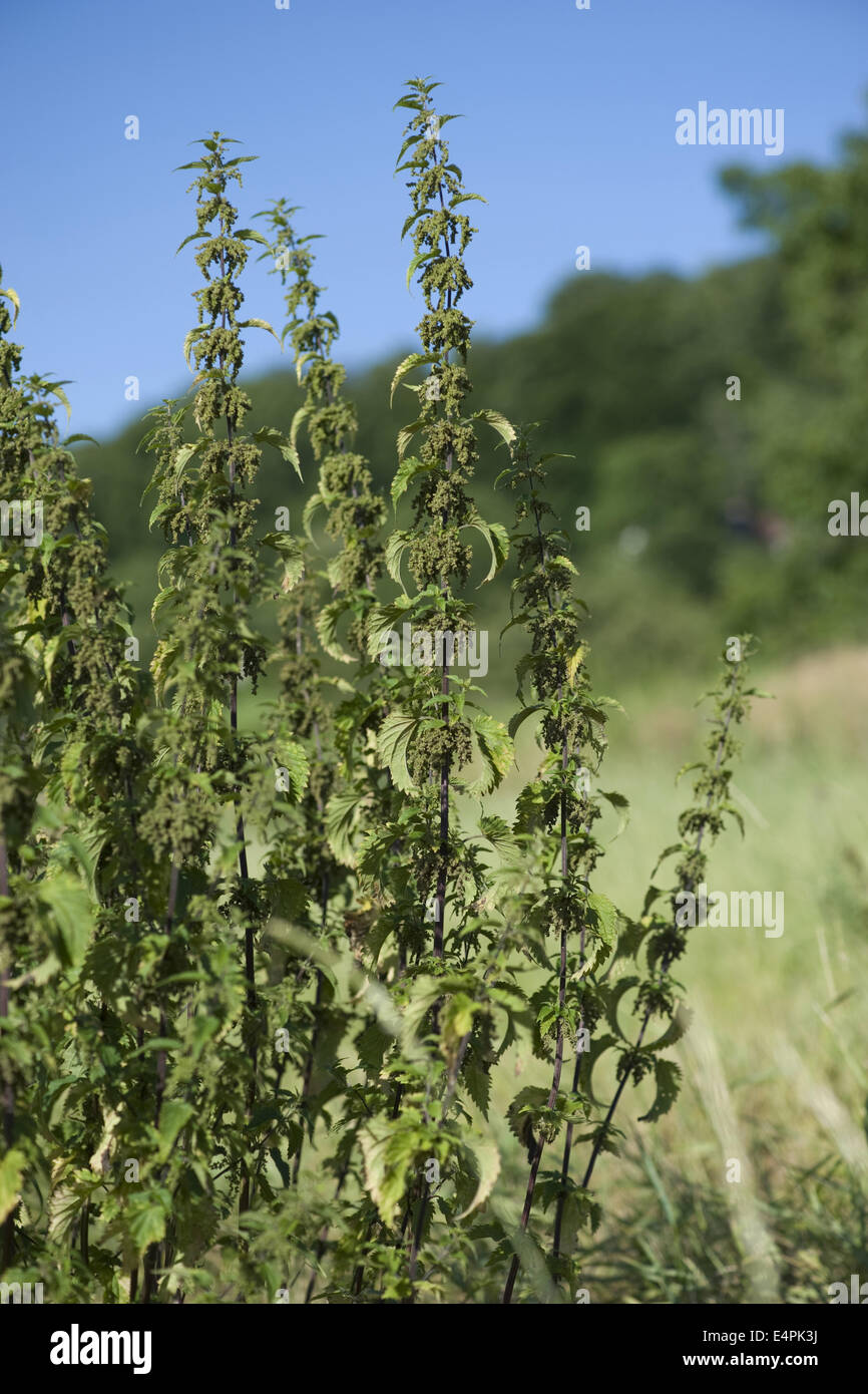 Orties en fleur Banque de photographies et d’images à haute résolution ...