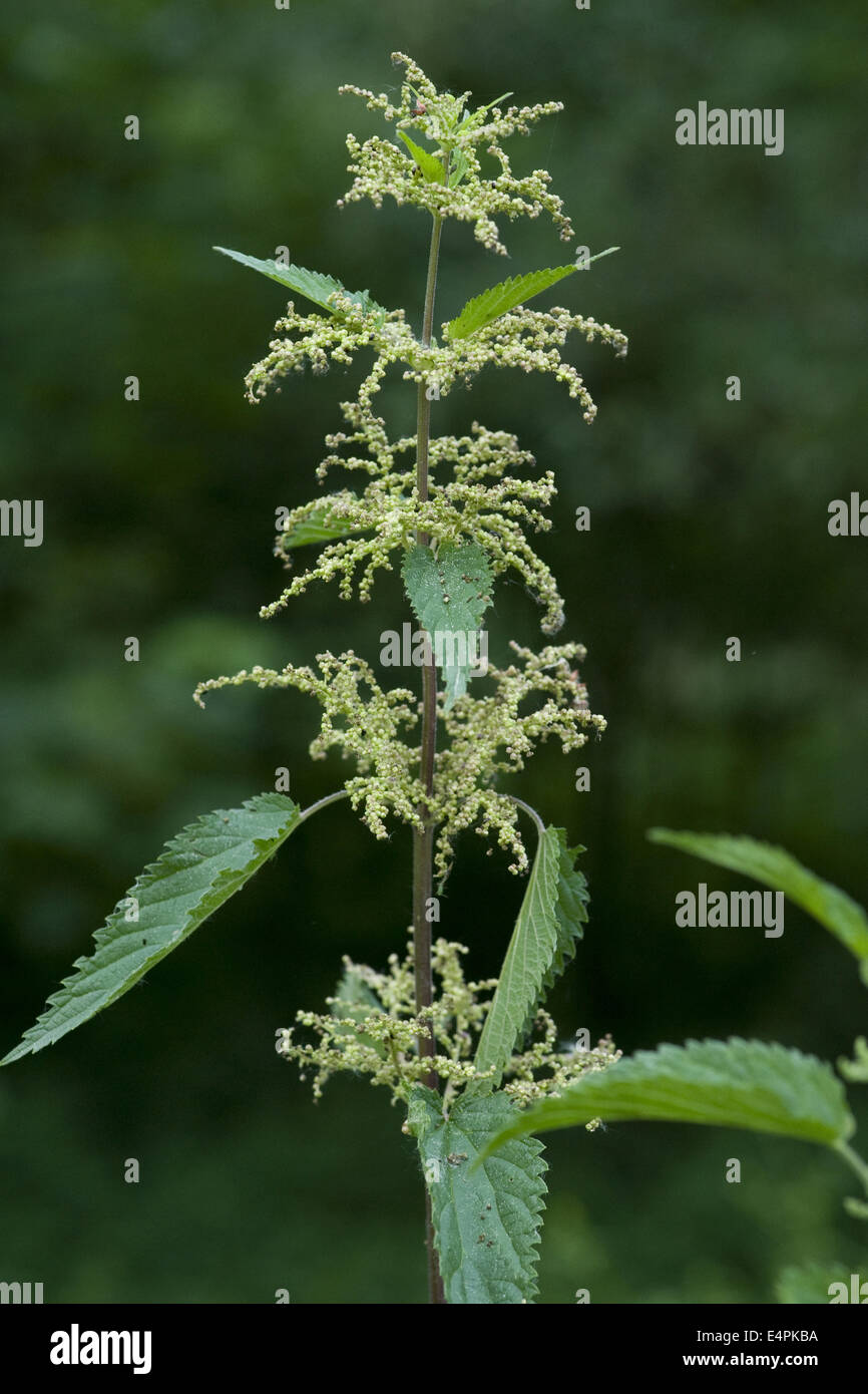 Orties mauvaises herbes Banque de photographies et d’images à haute ...