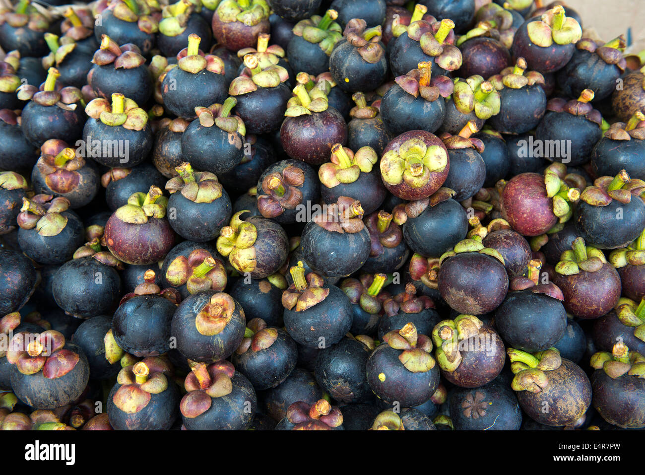 Mangoustans violets Banque de photographies et d’images à haute ...