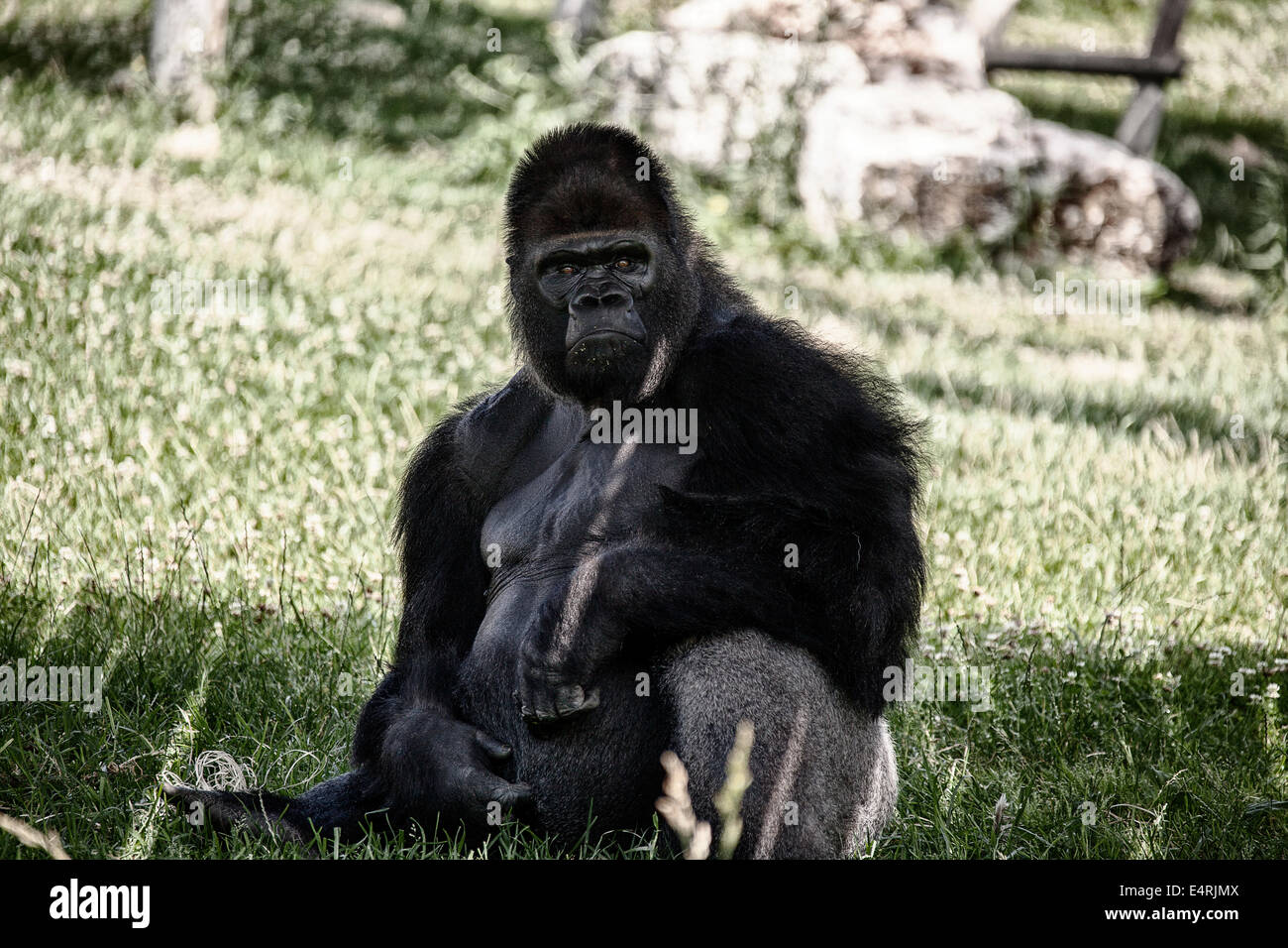 Singe ou gorille Banque de photographies et d’images à haute résolution ...