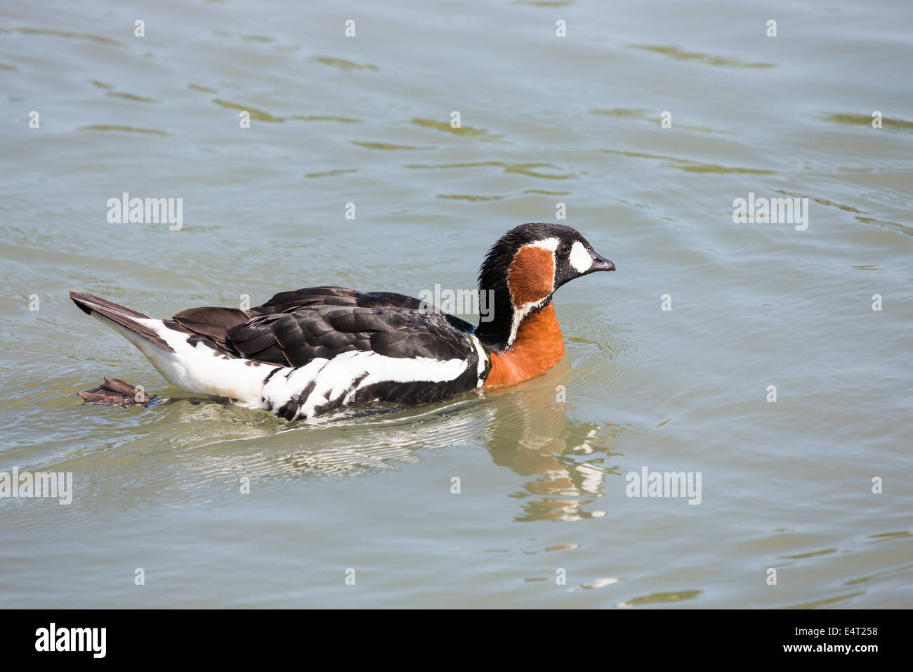 Barant ruficollis Banque de photographies et d’images à haute ...
