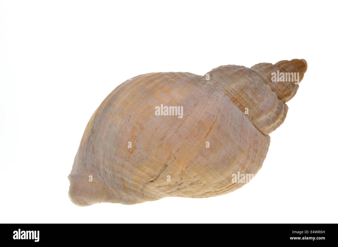 Coquille de mer sur fond blanc Banque de photographies et d’images à ...