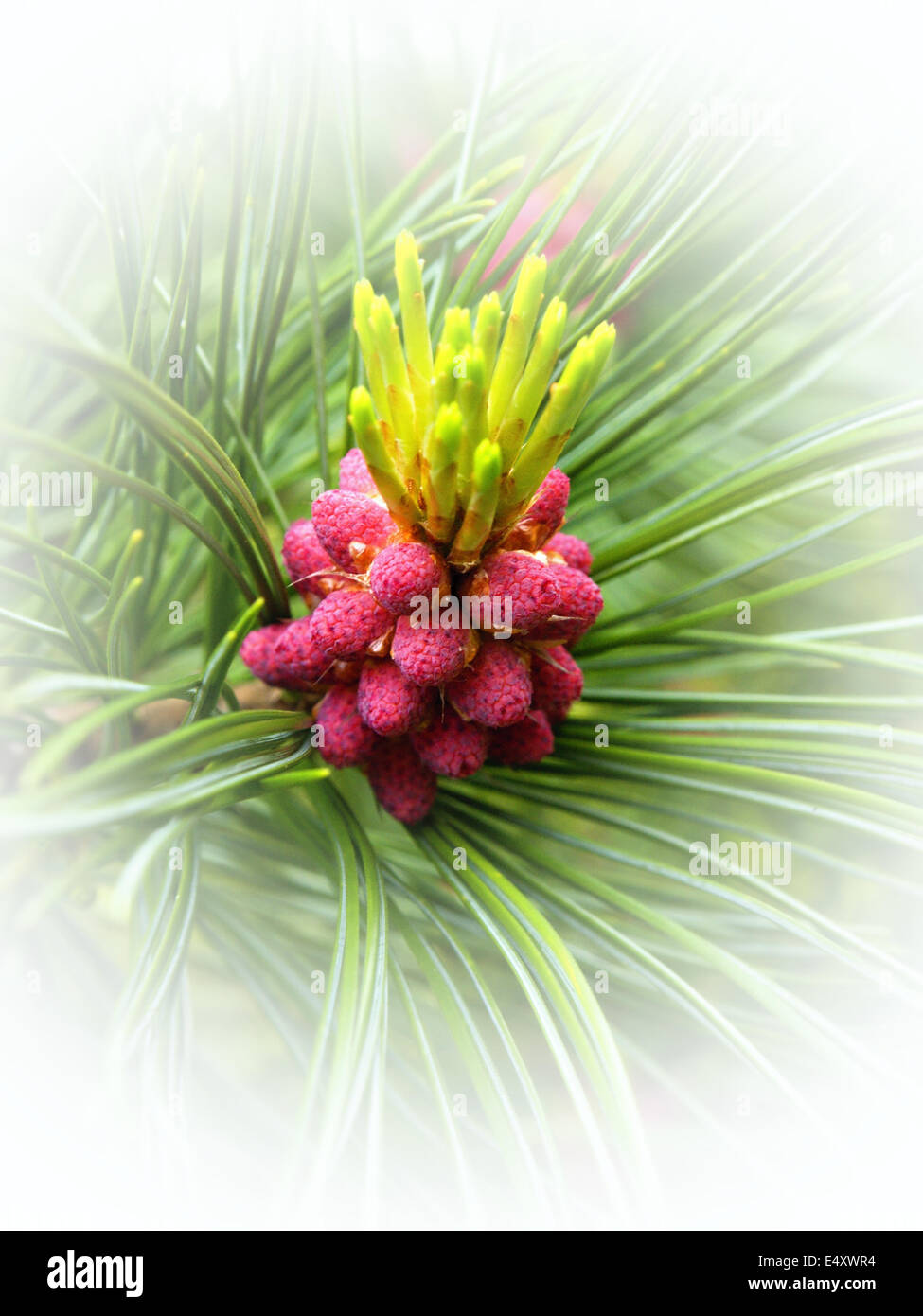 Fleur de pin Banque de photographies et d’images à haute résolution - Alamy