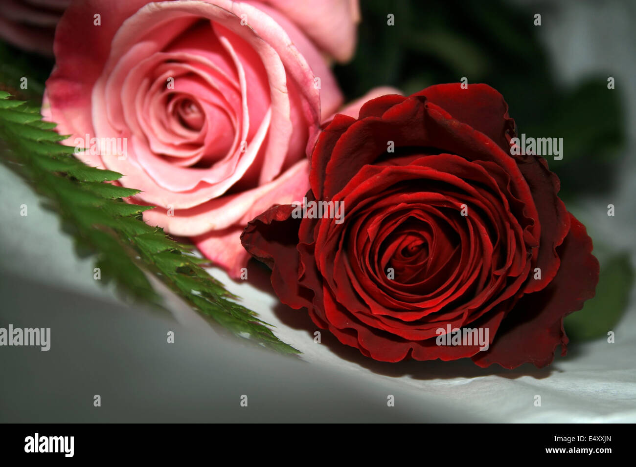 Belles roses Banque de photographies et d’images à haute résolution - Alamy