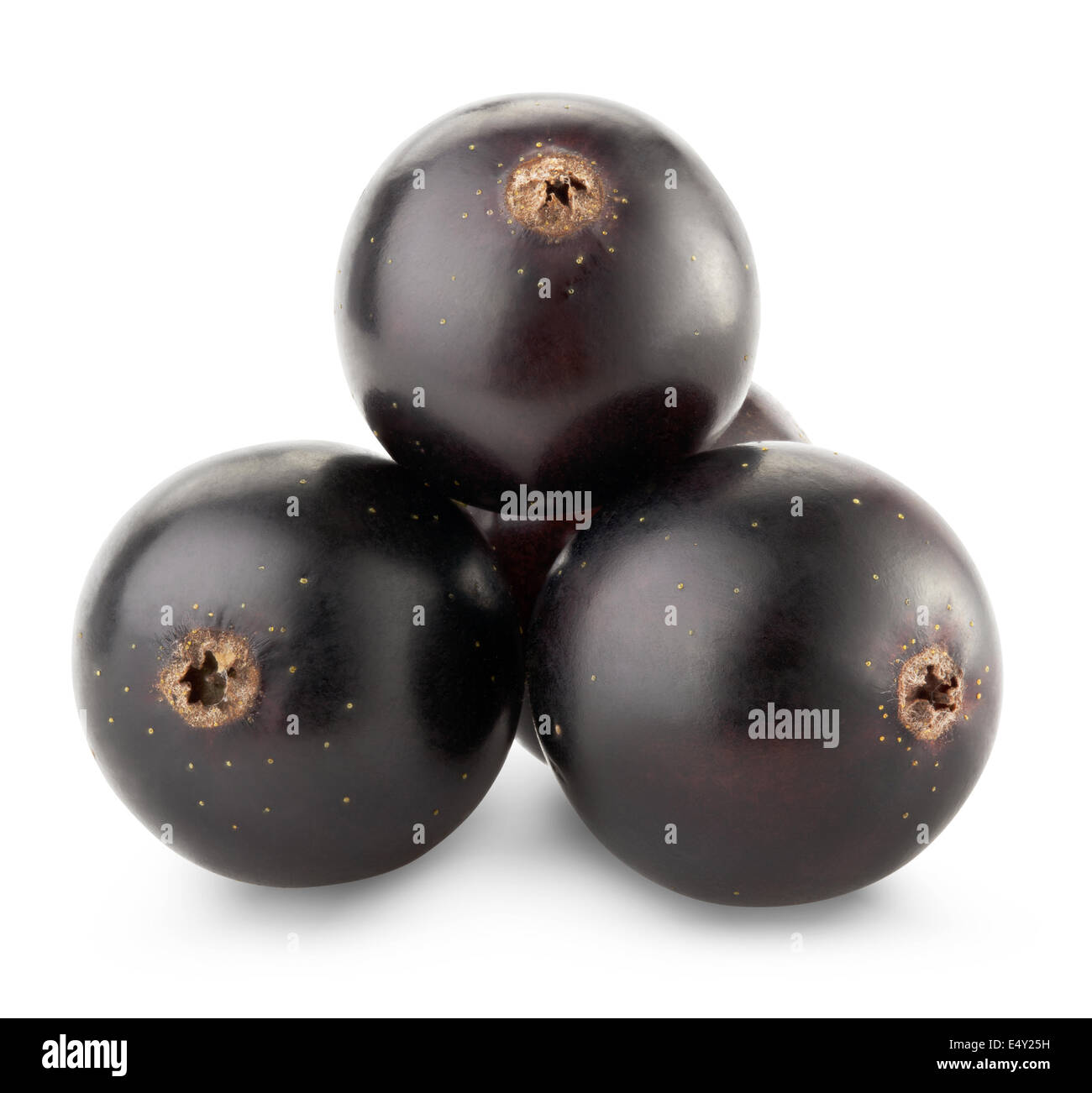 Cassis noir Banque de photographies et d’images à haute résolution - Alamy