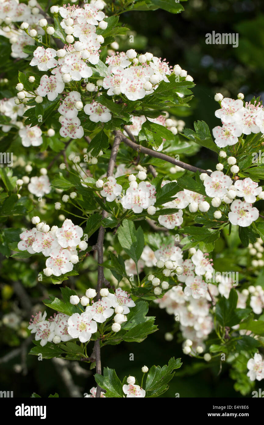 Aubepine monogyne Banque de photographies et d’images à haute ...