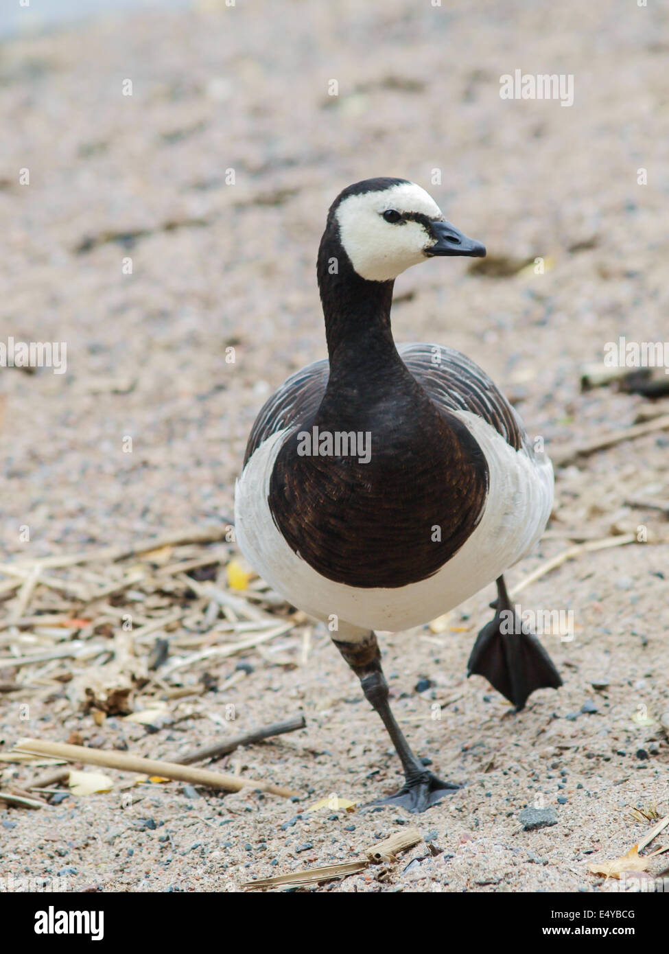 Bernache ou feuille de bernache Banque de photographies et d’images à ...