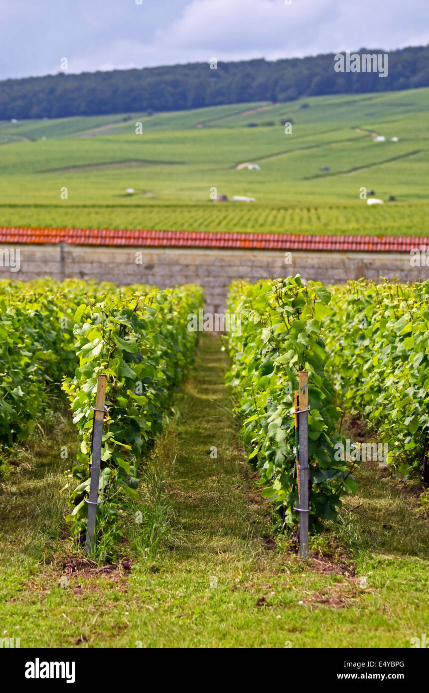 La vigne dans la Krug Clos d''Ambonnay vignoble, Champagne Photo Stock ...