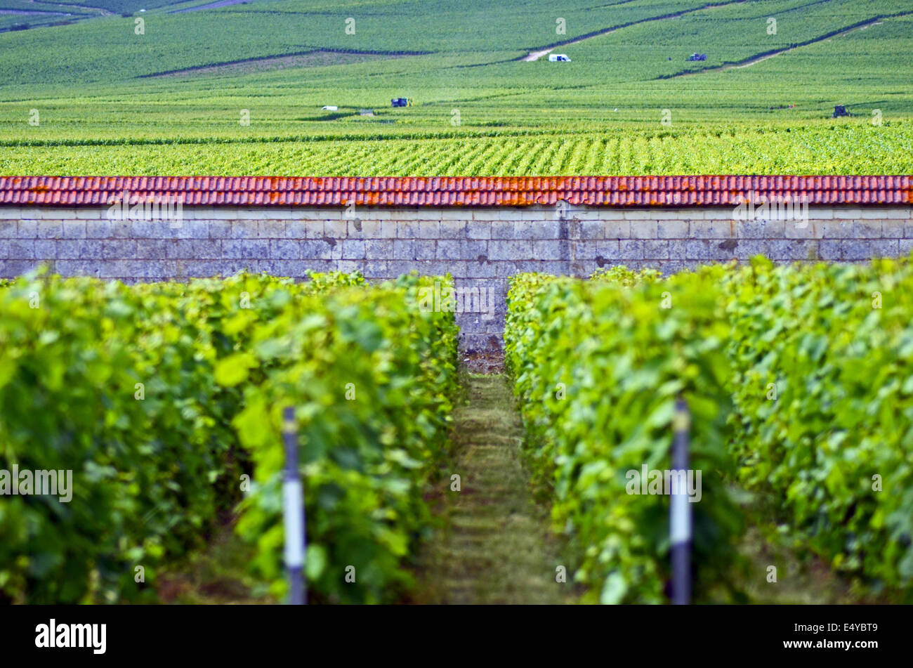 La vigne dans la Krug Clos d''Ambonnay vignoble, Champagne Photo Stock ...