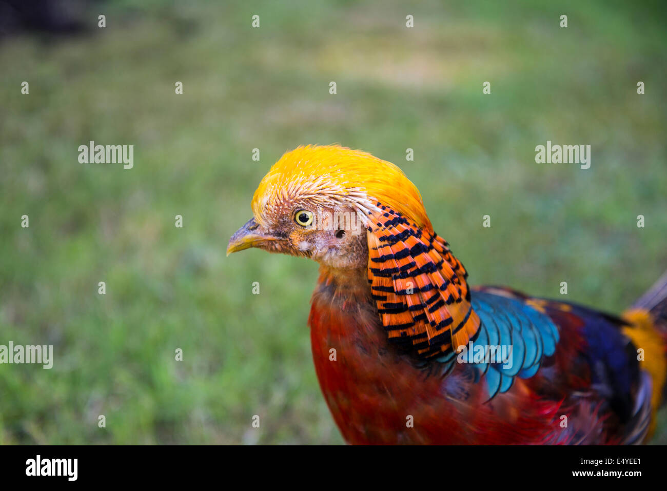 Le faisan doré ou faisan chinois,(Chrysolophus pictus), Kew Royal ...