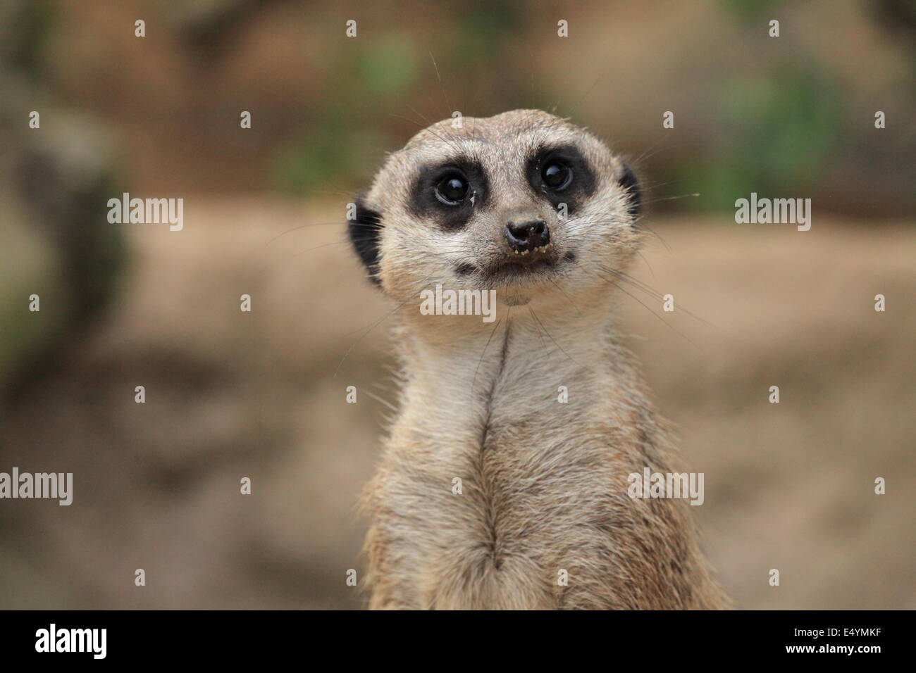 Animal faune Banque de photographies et d’images à haute résolution - Alamy