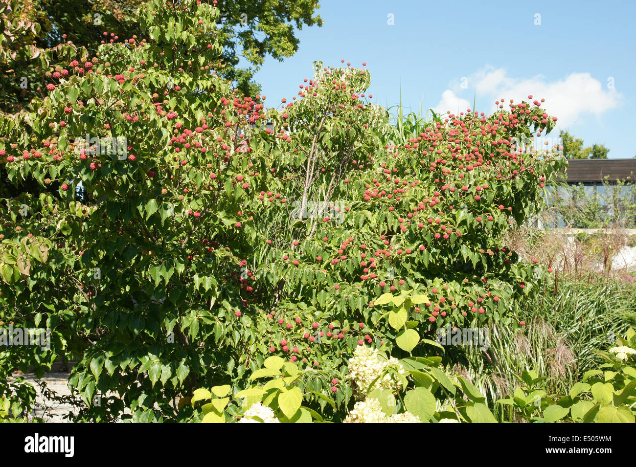 Fruits d'automne de cornouiller kousa Banque de photographies et d ...