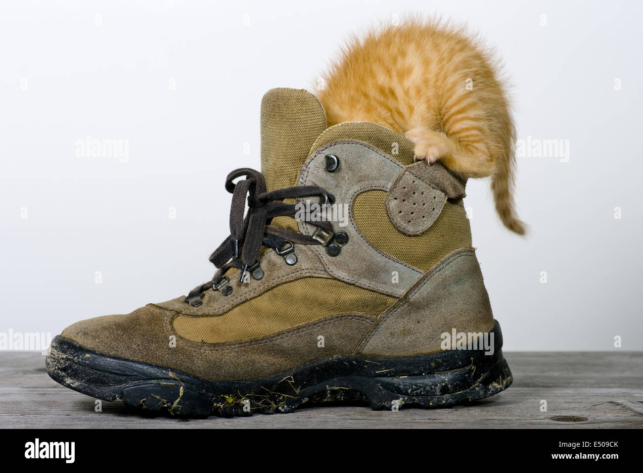 chat dans une chaussure Photo Stock - Alamy