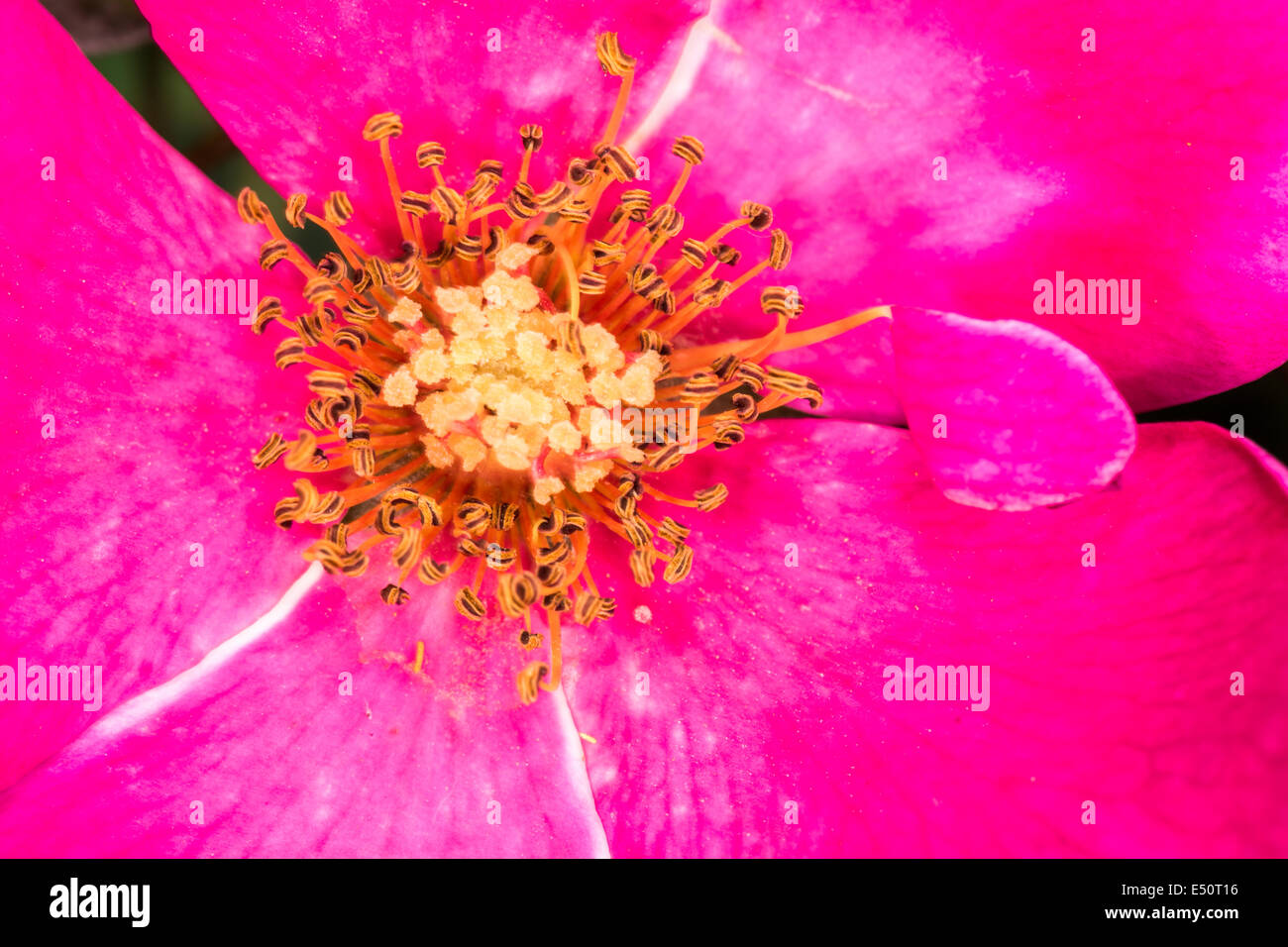 Eglantine flower Banque de photographies et d’images à haute résolution ...