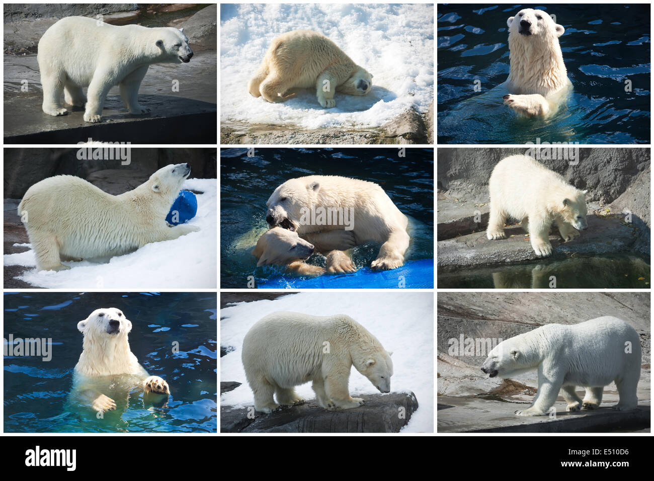 Ours polaires Banque de photographies et d’images à haute résolution ...