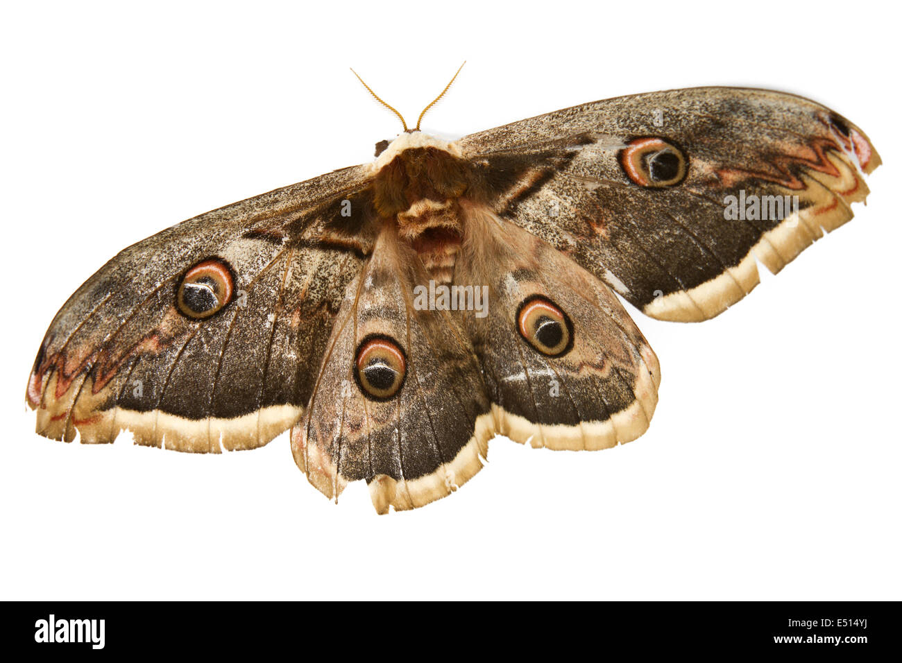 Papillon géant de la soie Banque de photographies et d’images à haute ...