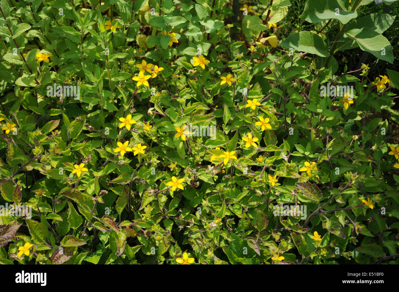 Vert un or Banque de photographies et d’images à haute résolution - Alamy