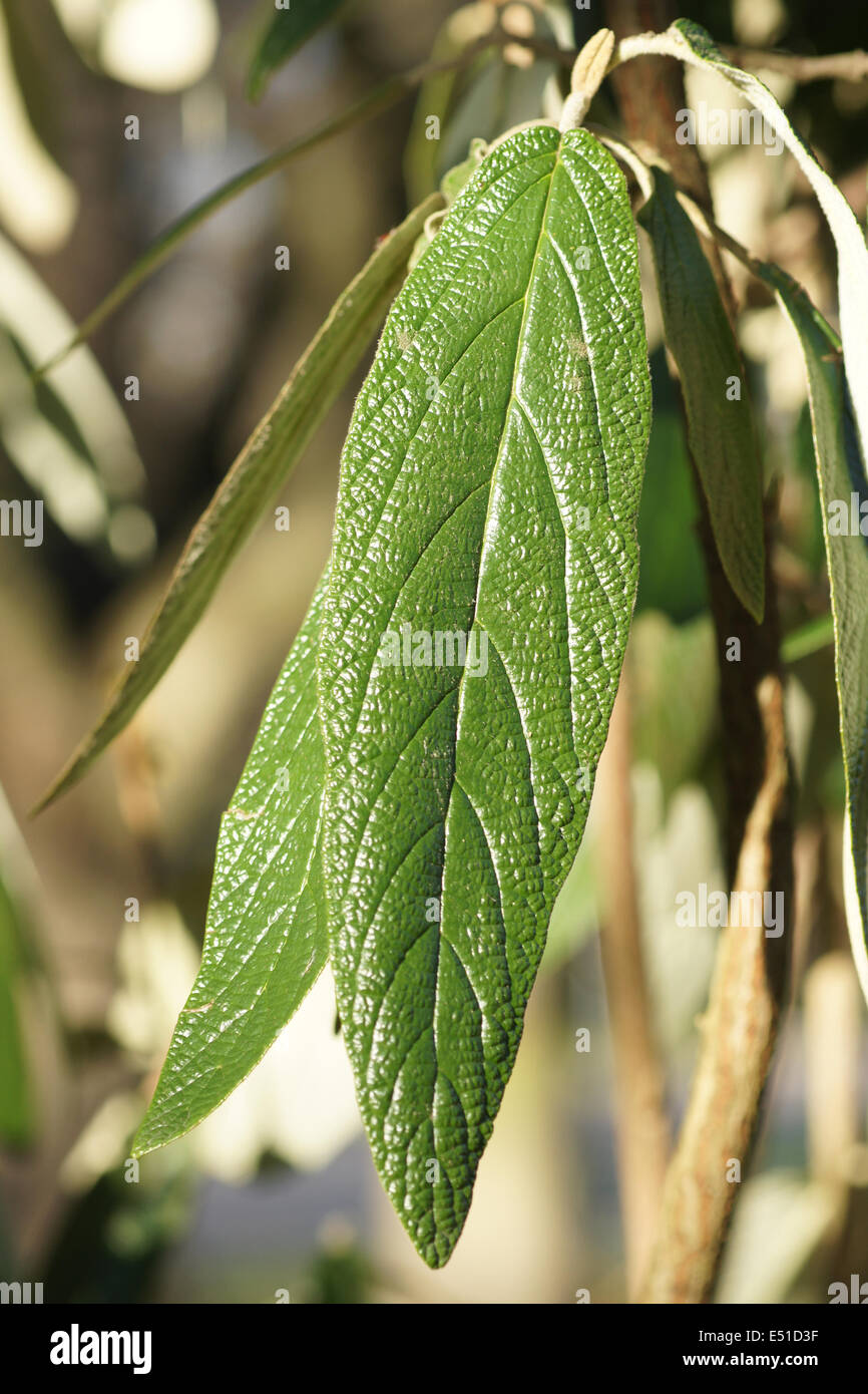 Viburnum rhytidophyllum Banque de photographies et d’images à haute ...