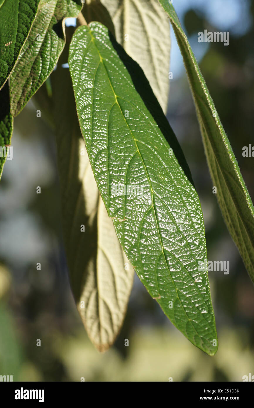 Viburnum rhytidophyllum Banque de photographies et d’images à haute ...