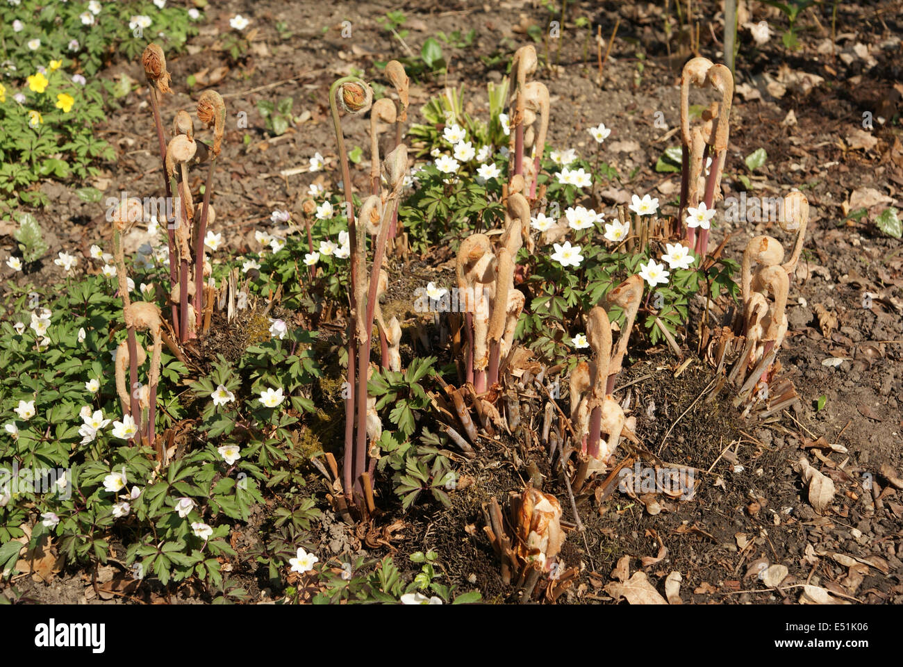 Pousse pousse rouge Banque de photographies et d’images à haute ...