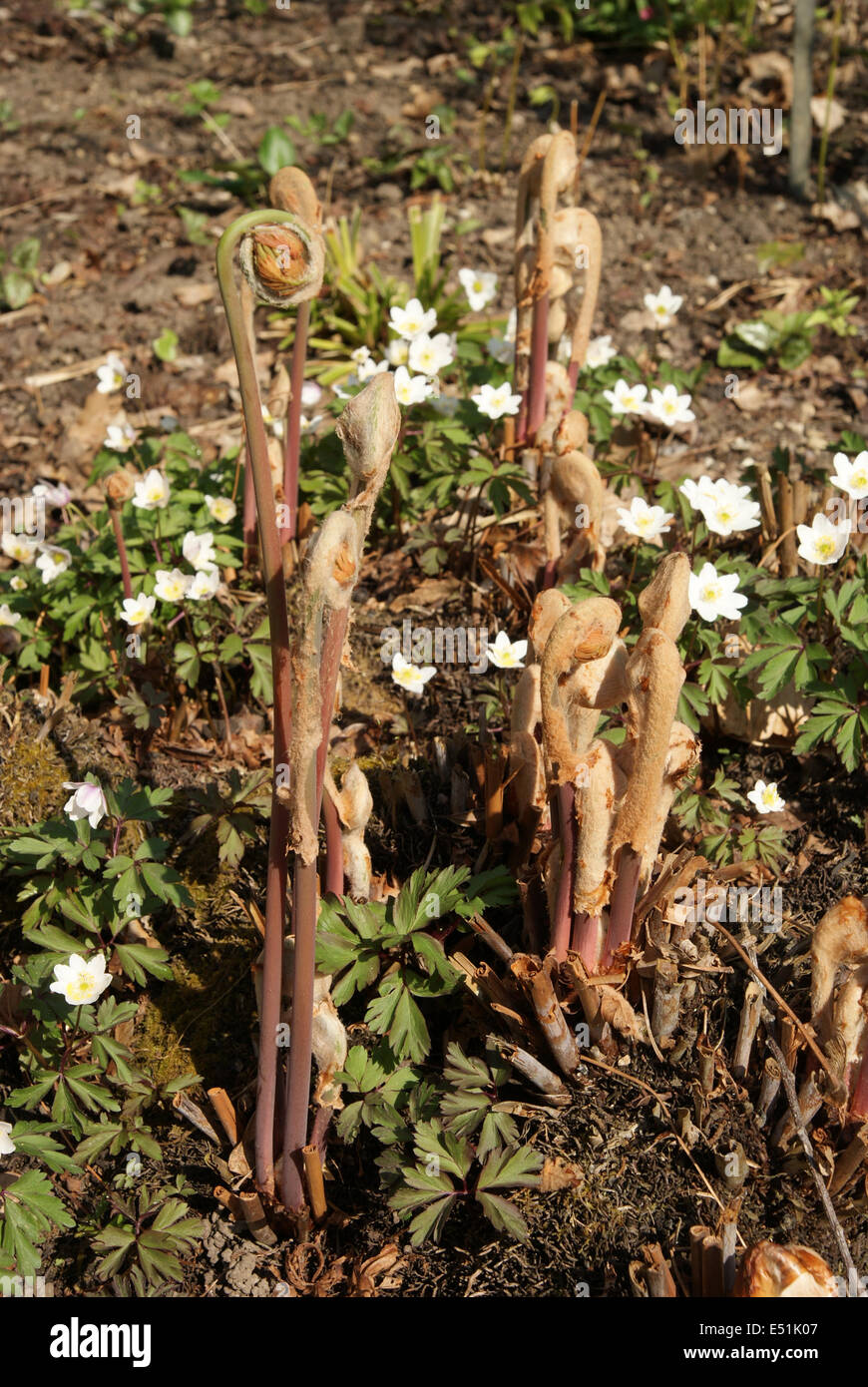 Pousse pousse rouge Banque de photographies et d’images à haute ...