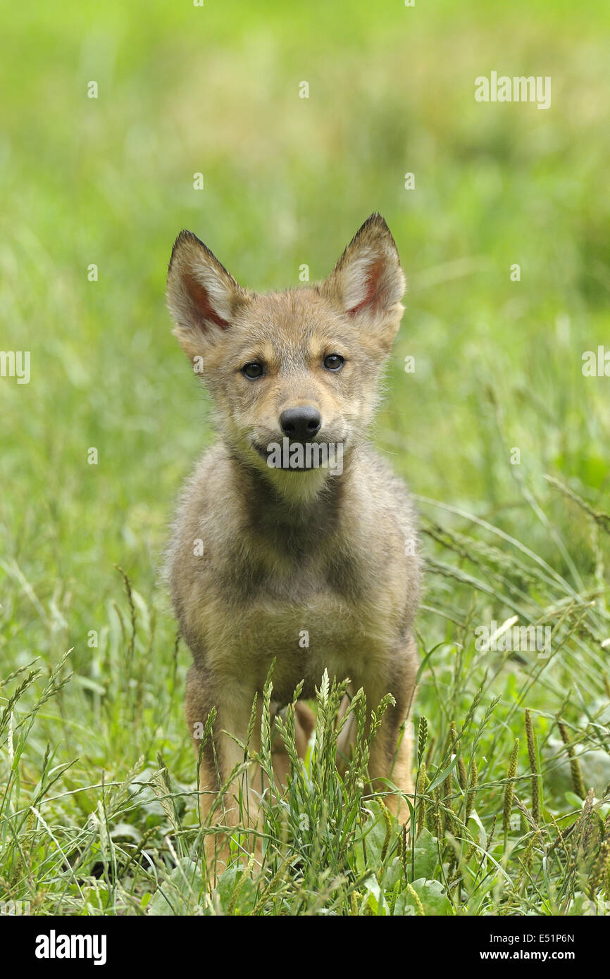 Jeune loup Banque de photographies et d’images à haute résolution - Alamy