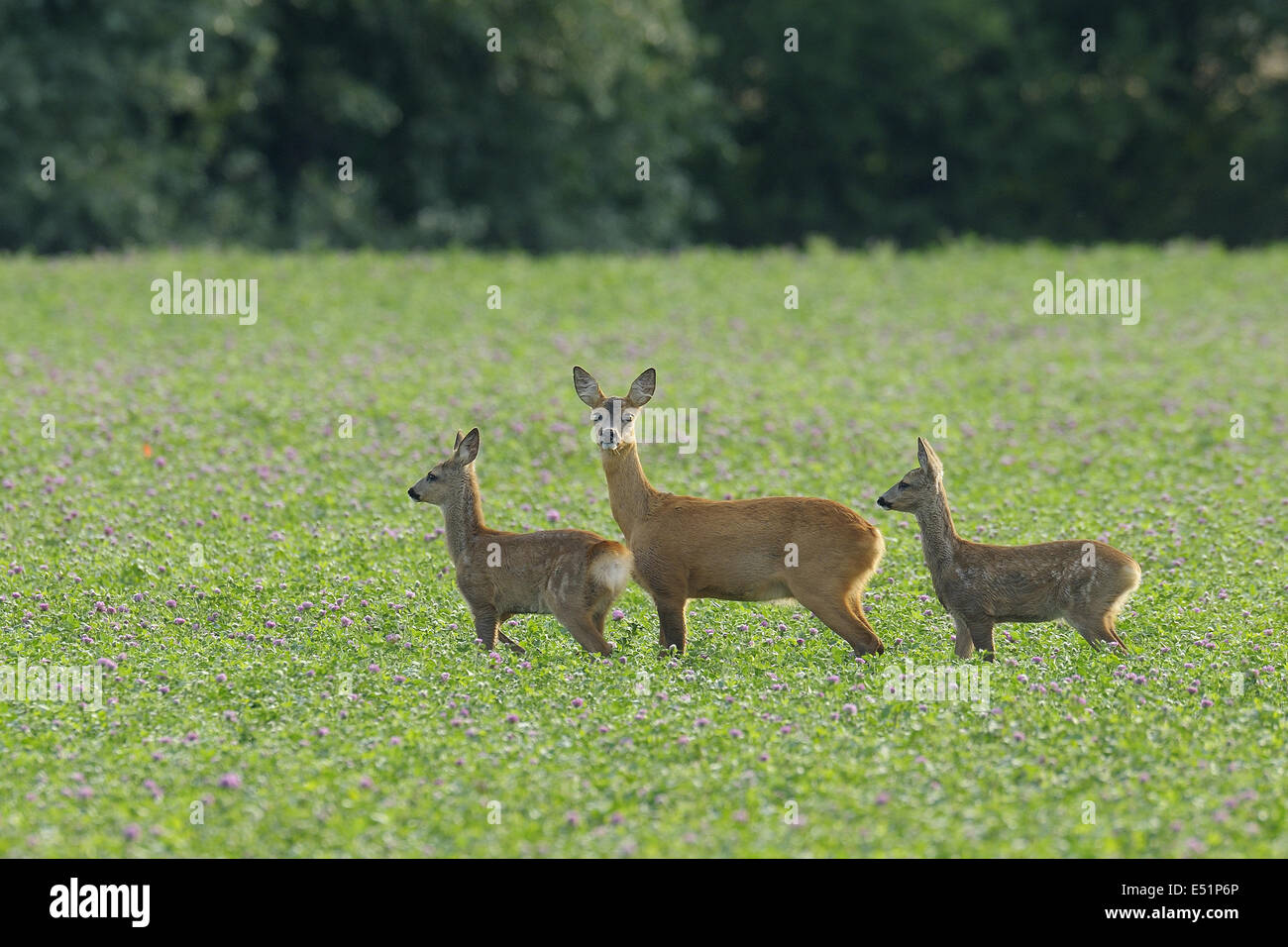 Cerf avec des faons Banque de photographies et d’images à haute ...