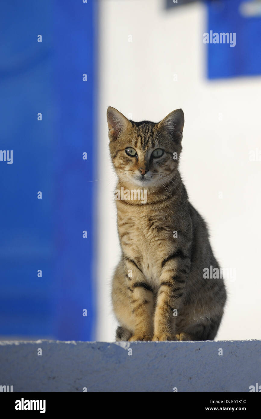 Cat greece Banque de photographies et d’images à haute résolution - Alamy