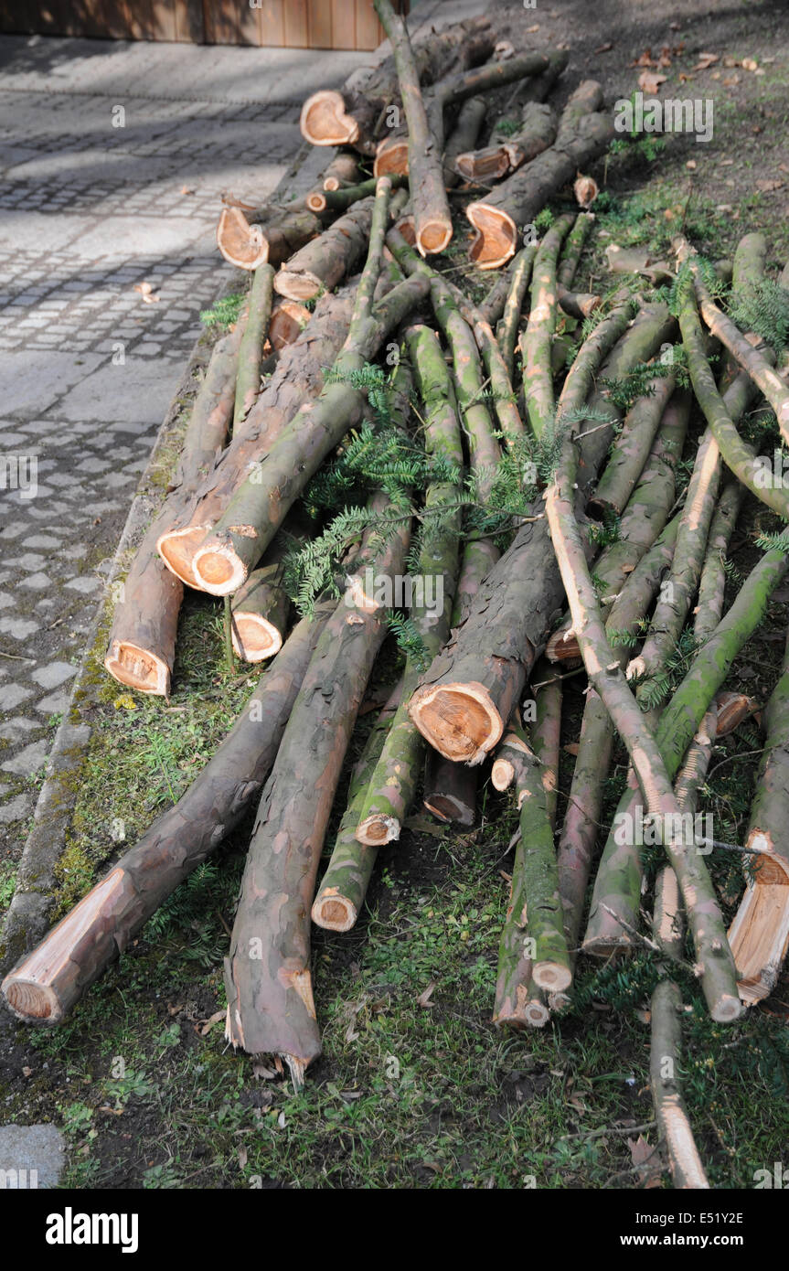 Bois d'if Banque de photographies et d’images à haute résolution - Alamy