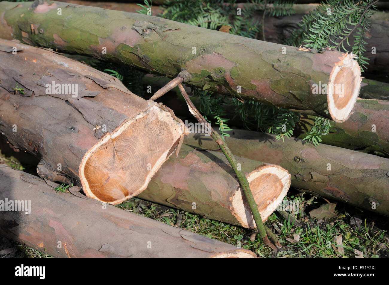 Bois d'if Banque de photographies et d’images à haute résolution - Alamy