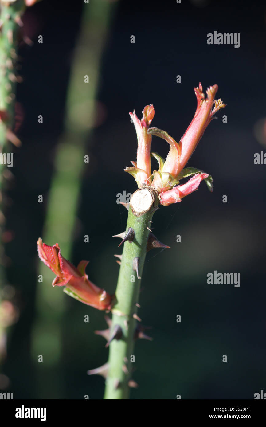 Coupe de rose Banque de photographies et d’images à haute résolution ...