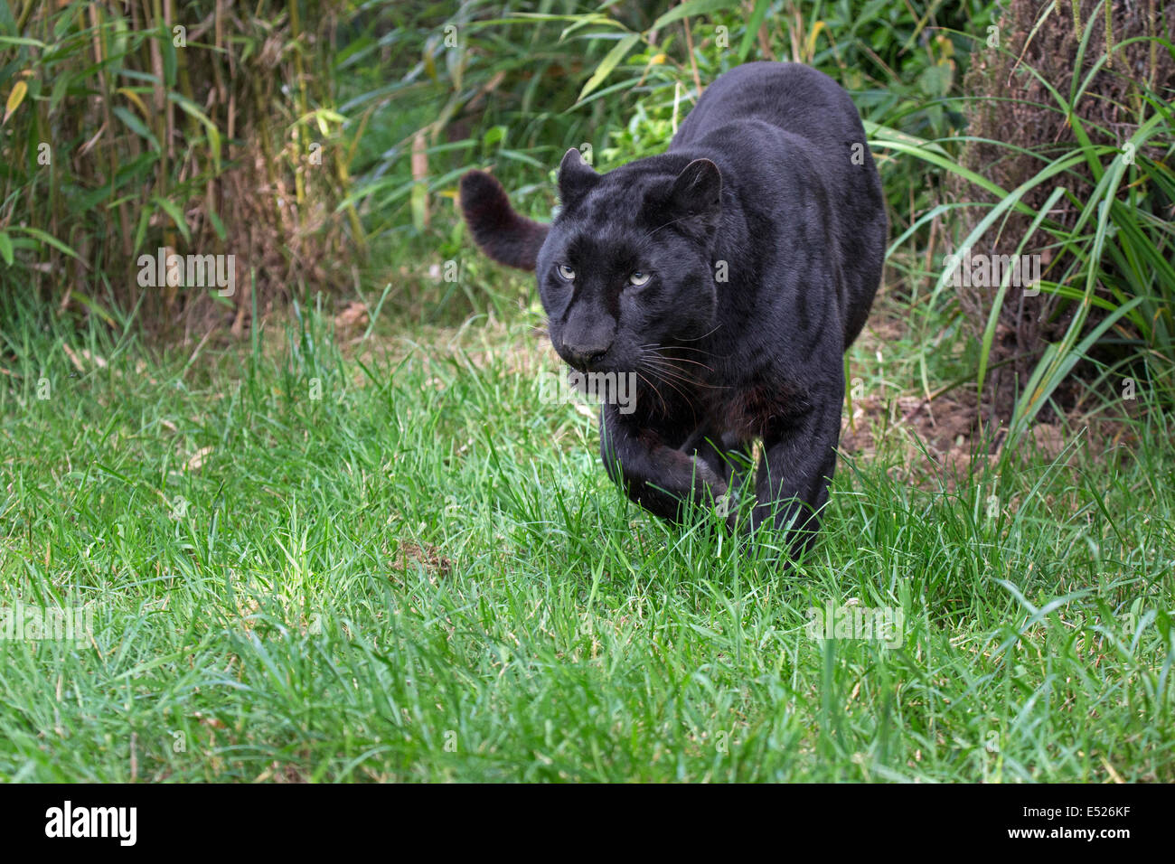 Black leopard panthera pardus leopard Banque de photographies et d ...