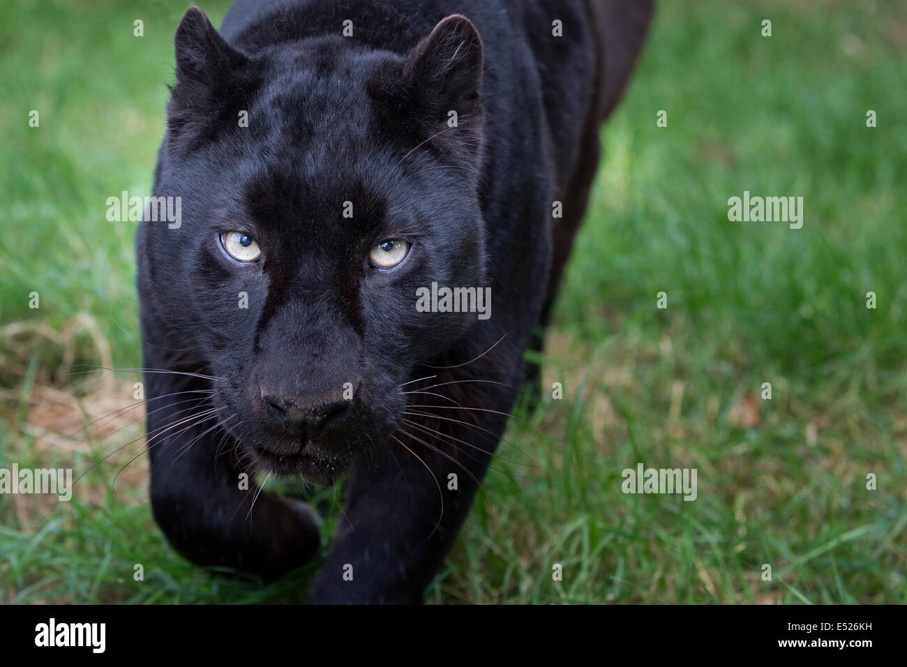 Léopard noir Banque de photographies et d’images à haute résolution - Alamy
