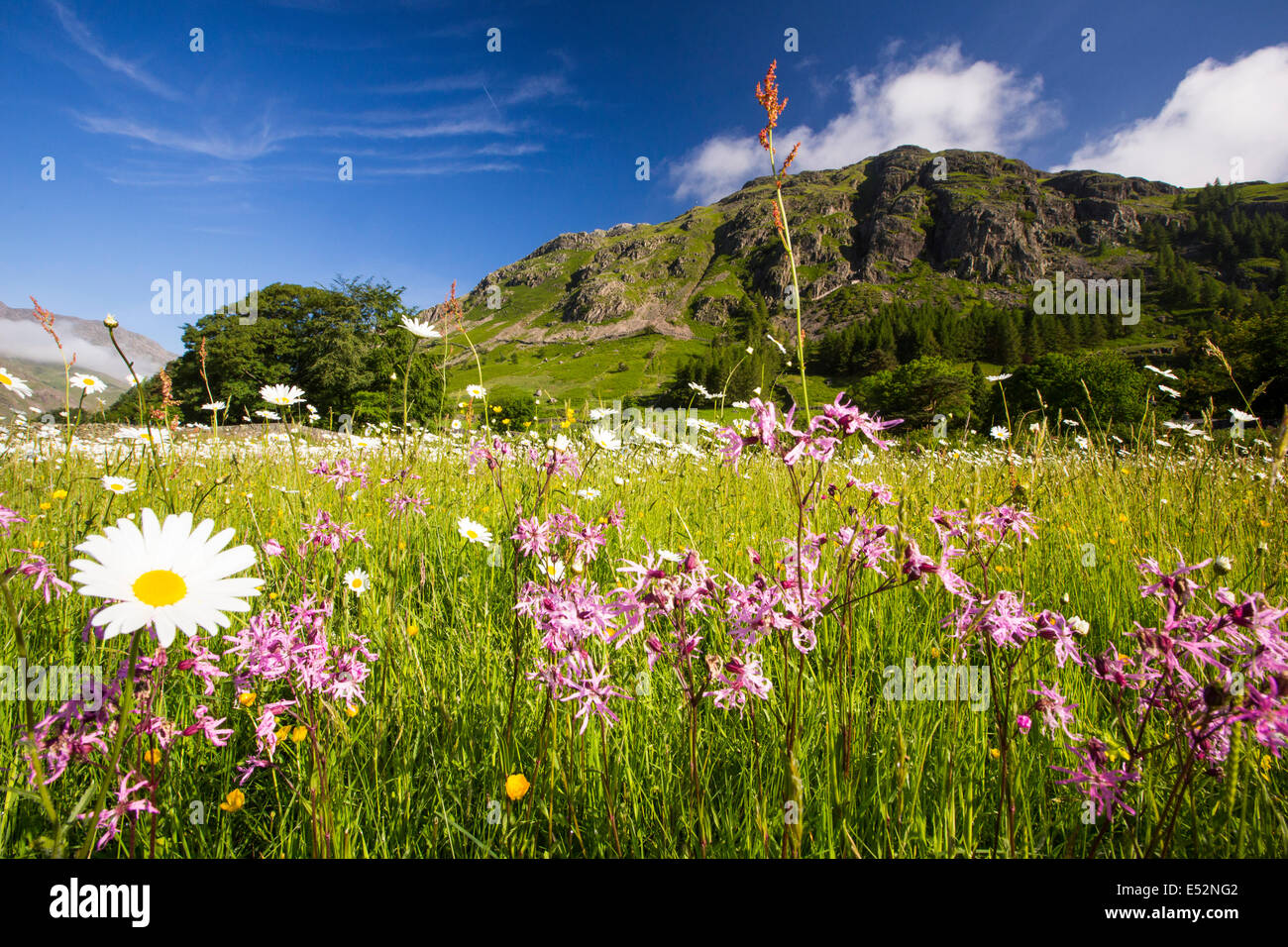 Prairies de fauche traditionnelle à la tête de la vallée de Langdale ...