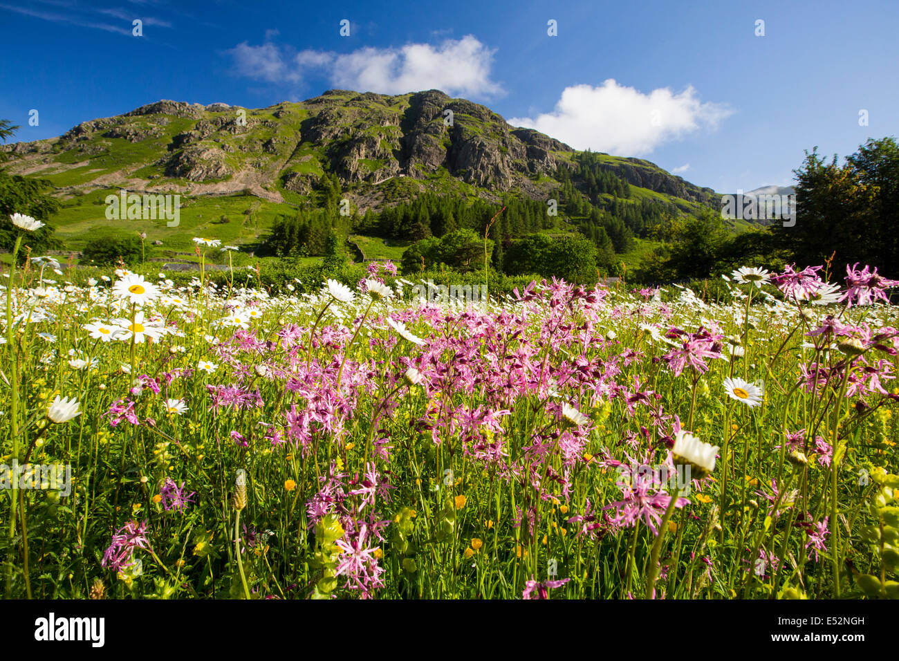 Prairies de fauche traditionnelle à la tête de la vallée de Langdale ...