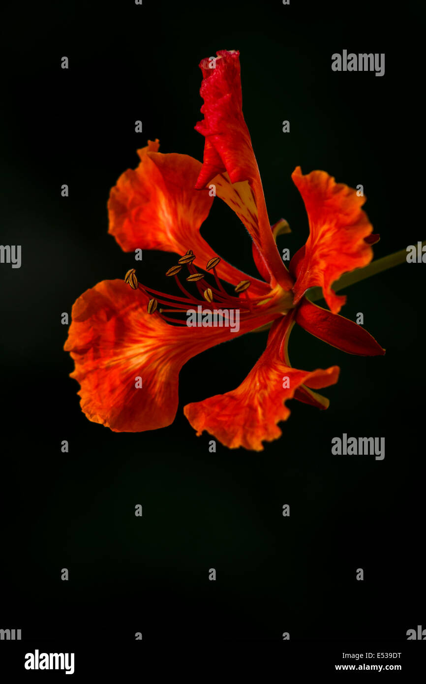 Fond Flamboyant Banque d'image et photos - Alamy