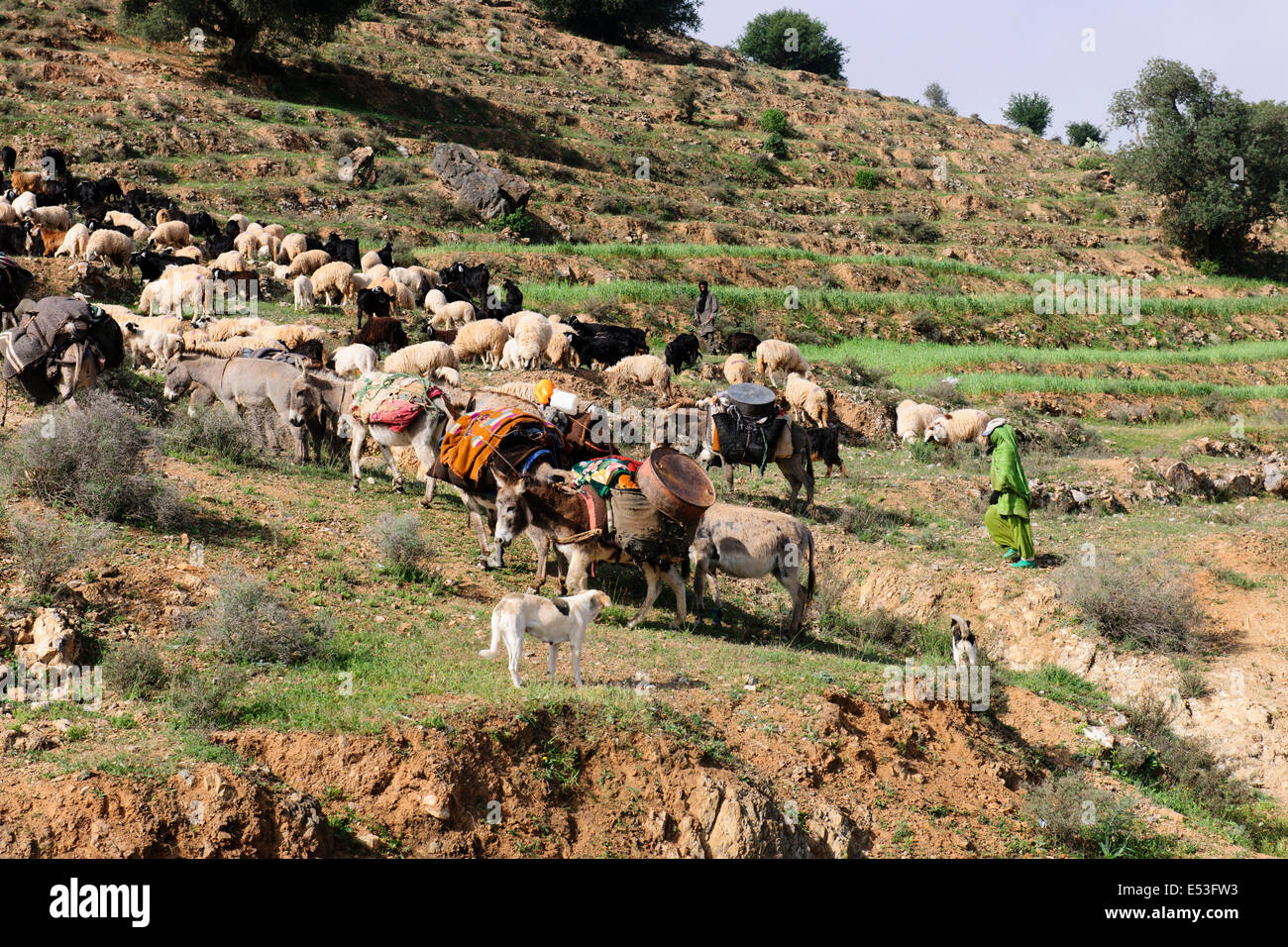 Saharan nomads herding sheep Banque de photographies et d’images à ...
