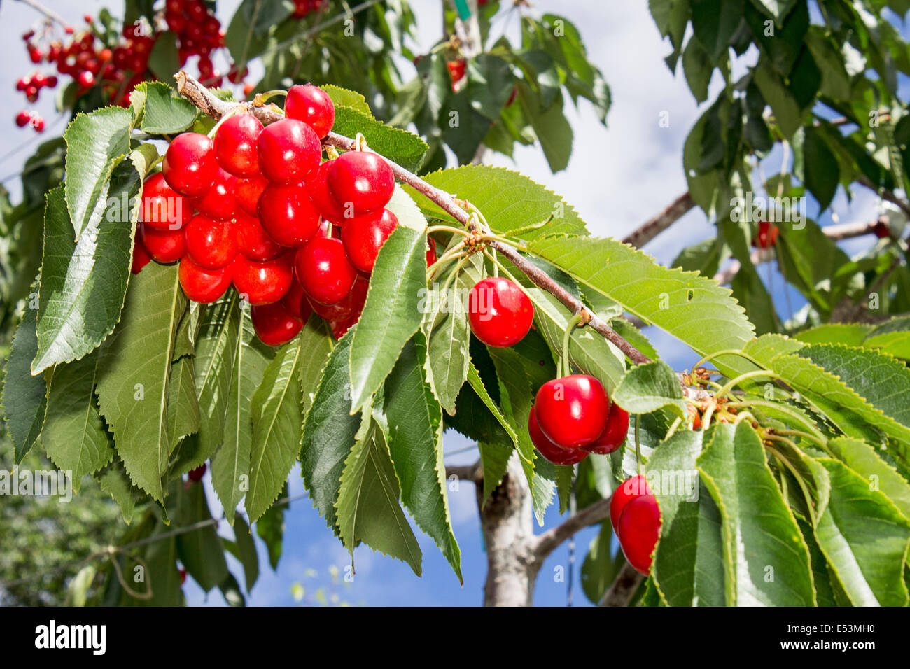 Ferme de cerisiers Banque de photographies et d’images à haute résolution - Alamy